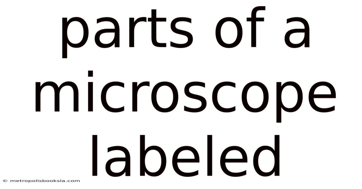 Parts Of A Microscope Labeled